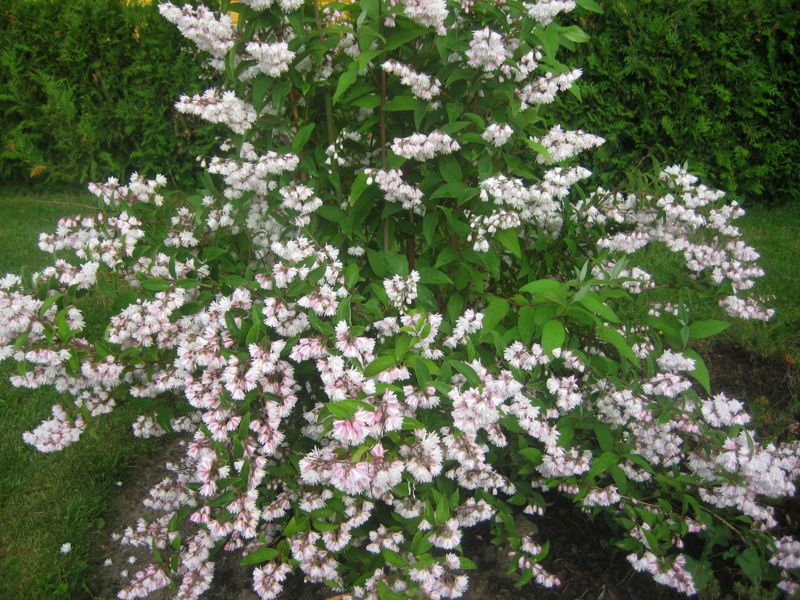 Šiurkščioji deucija ‘Plena’ 1 | Šilingų medelynas