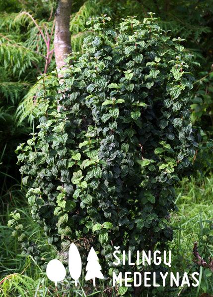 cornus_compressa | Šilingų medelynas