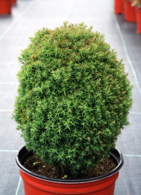 vakarine_tuja_teddy | Šilingų medelynas