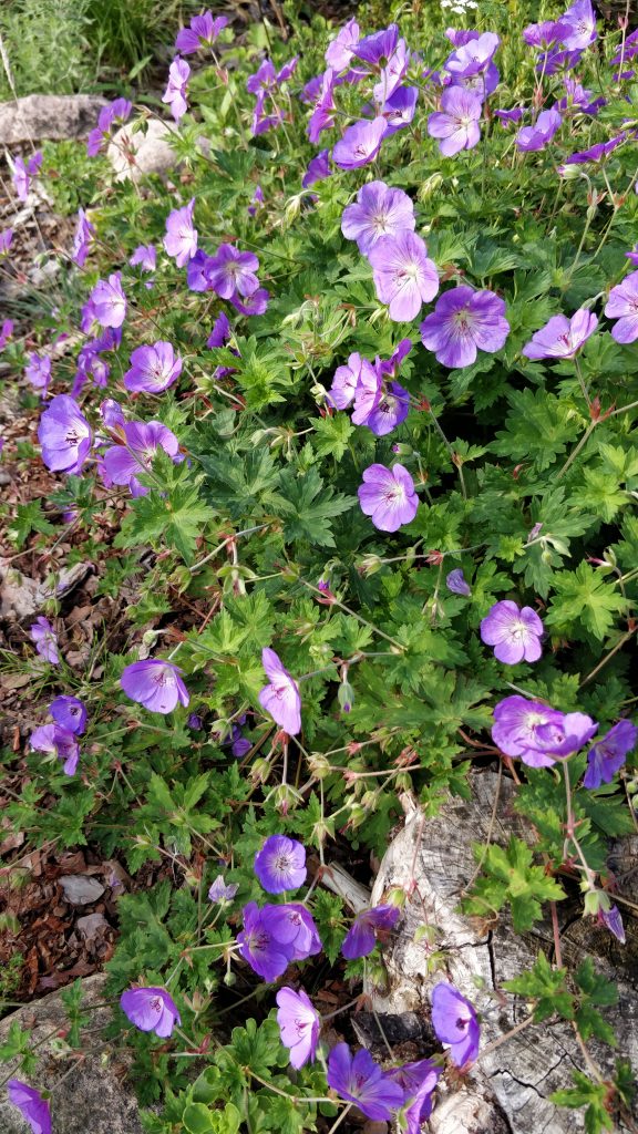 snaputis | Šilingų medelynas